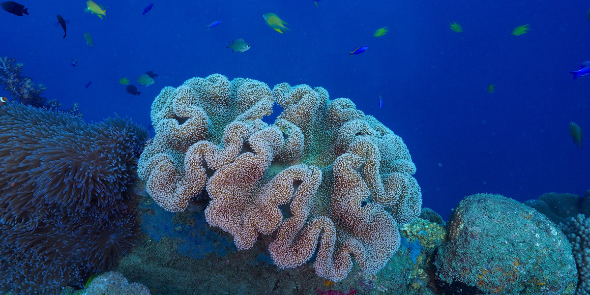 Scuba Diving in Tonga | Dive Tonga