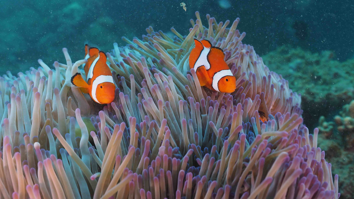 Snorkelling in Tonga | Dive Tonga